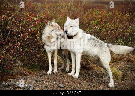 Subordinate grey wolf (Canis lupus) with flattened ears snarling with ...