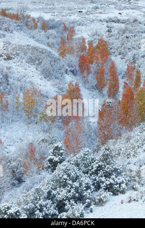 Aspen Colorado Fall and First Snow Stock Photo - Alamy