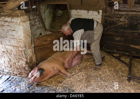 A man in a Victorian farmhand costume examines a Tamworth pig that is ...