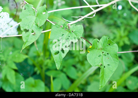 Japanese Knotweed in an english garden in summer strangling other ...