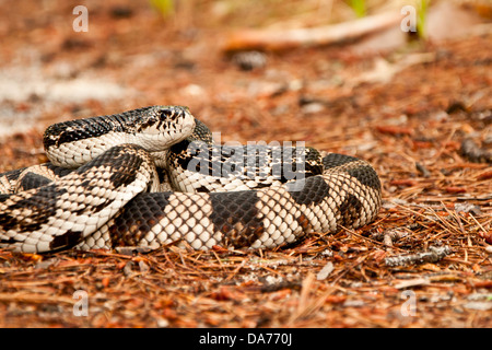 Northern pine snake, Pituophis melanoleucus melanoleucus, native to ...