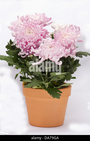 Pink chrysanthemums on white background close up Stock Photo - Alamy