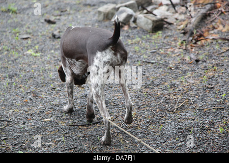 Female German Short-Haired Pointer Stock Photo - Alamy