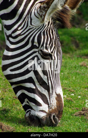 Zebra grazing, Chester Zoo Stock Photo - Alamy
