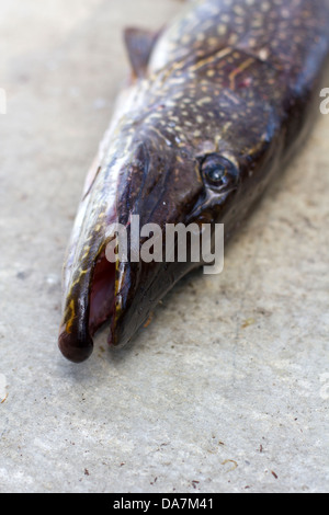 pike fishing big Northern fish Stock Photo - Alamy