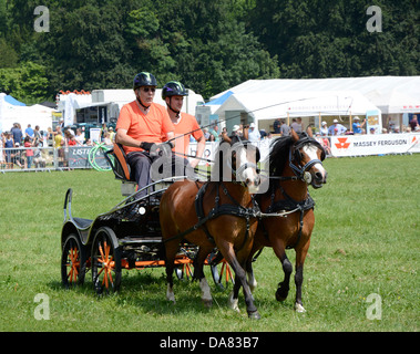 Equine sport UK; Scurry racing UK; Two ponies pulling a carriage, East ...