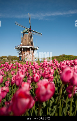 Tulips at Windmill Island in Holland, Michigan during the tulip time ...