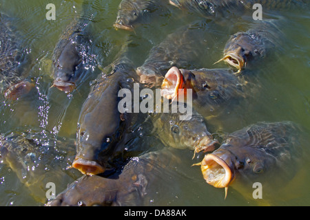 The Eurasian carp or European carp (Cyprinus carpio), widely known as ...