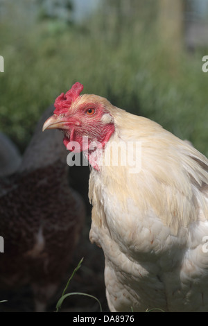 Indian or Cornish Game Stock Photo - Alamy