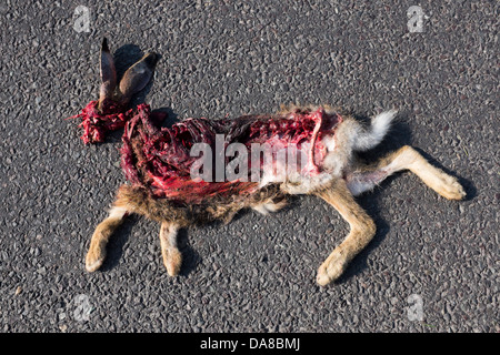 Roadkill rabbit / Flattened rabbit Stock Photo - Alamy