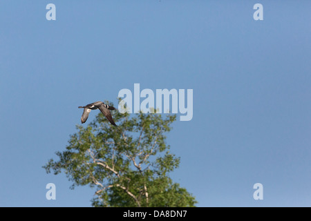 Common loon flying Stock Photo - Alamy
