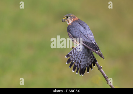 Male Merlin with his prey Stock Photo - Alamy