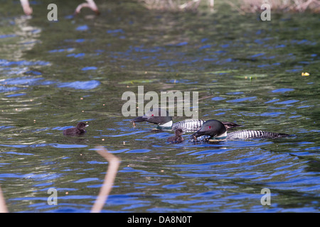 Common loons feeding chicks Stock Photo - Alamy