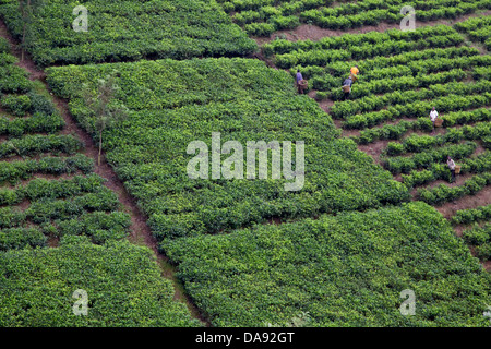 black tea, tea plantations, plants, adding, tea countries, reap Africa ...