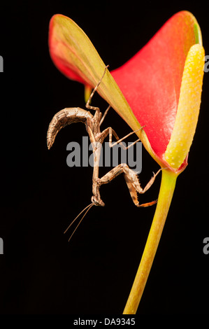 Budwing mantis Mantodea Stock Photo - Alamy