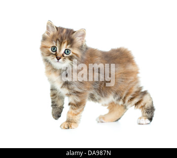 Kuril bobtail tortoiseshell coat kitten isolated on white Stock Photo ...