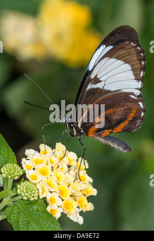 Heliconius cyndo Butterfly Stock Photo - Alamy