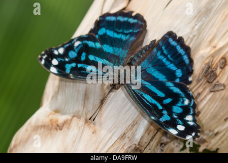 Myscelia ethusa, the Mexican bluewing or blue wing, is a species of ...