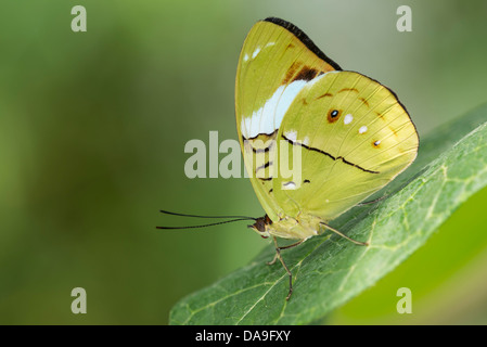 Common Olivewing (Nessaea aglaura) butterfly on a leaf, Kabalebo Resort ...