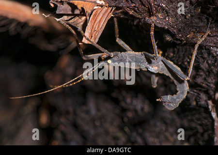 Peruvian Black Stick Insect, Peruvian Black Beauty, Black Beauty Stick ...