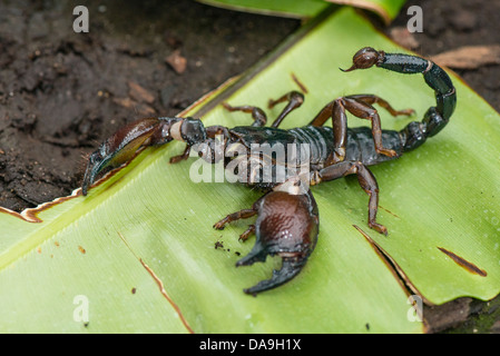 Tanzanian Red Clawed Scorpion (Pandinus cavimanus), in defence posture ...