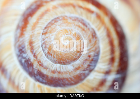 Detail, Helix pomatia, macro, pattern, structure, close-up, snail ...