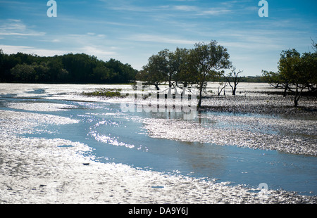 Mangrove mudflats at low tide at One Arm Point, Cape Leveque, Kimberley ...