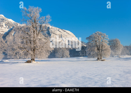 Salez, Switzerland, Europe, canton, St. Gallen, Rhine Valley, trees ...