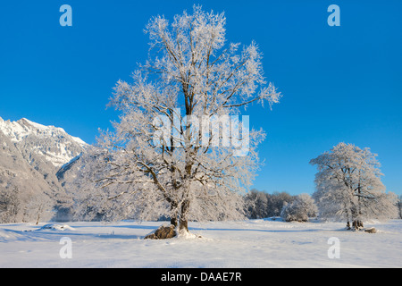 Salez, Switzerland, Europe, canton, St. Gallen, Rhine Valley, trees ...