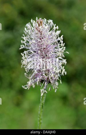 Hoary plantain, Plantago media, a weed in lawn grass Stock Photo - Alamy