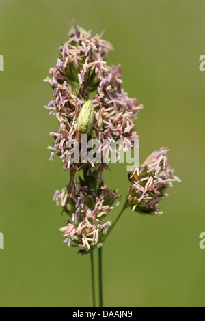 Common Stretch-spider (Tetragnatha extensa), in spider web, Emsland ...