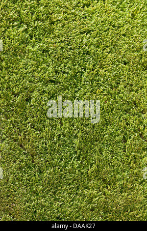 Green leaves wall texture for backdrop Stock Photo - Alamy