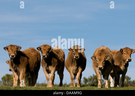 Europe, Aubrac, Calves, meadow, agriculture, cows, animals Stock Photo ...