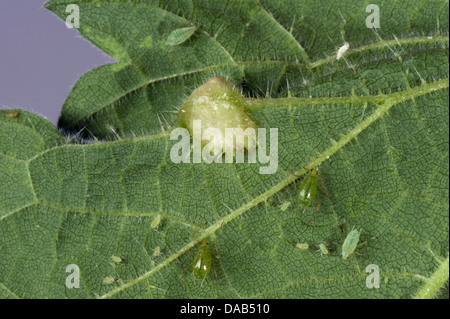 Nettle leaf gall caused by a midge, Dasineura urticae, on the underside ...