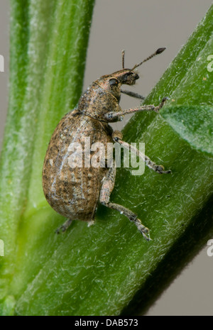 Close up of a Clay-coloured Weevil (Otiorhynchus singularis). Tipperary ...