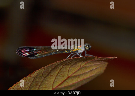 Dragonfly close up Location: Golaghat District, Assam Stock Photo - Alamy