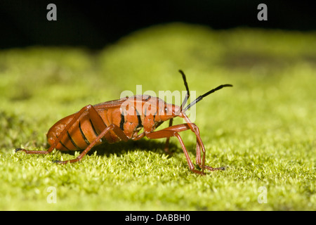 Red Silk cotton bug. Dysdercus koenigii Location: Aarey Milk Colony ...