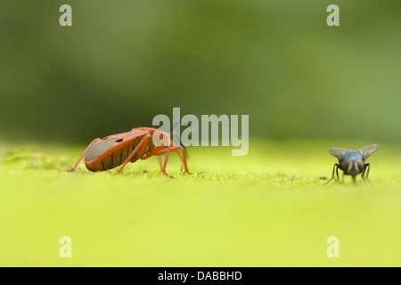 Red Silk cotton bug. Dysdercus koenigii Location: Aarey Milk Colony ...