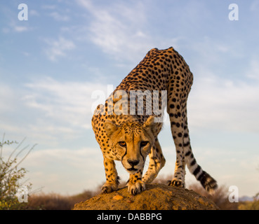 A wild cheetah about to attack Stock Photo - Alamy