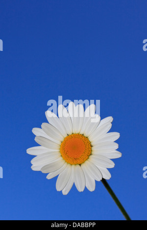 Marguerite (Leucanthemum) against blue sky, frog perspective, Bavaria ...