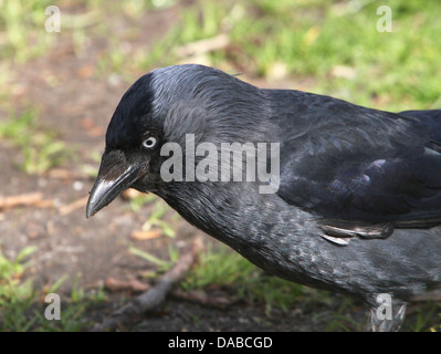 Adult Male Jackdaw, Corvus monedula, balancing on the feeder and eating ...