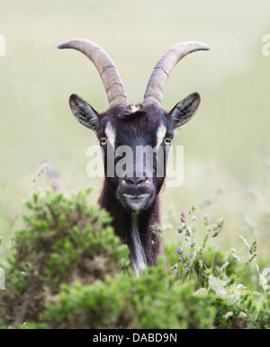 British Primitive Goat at Cheddar Gorge, Somerset Stock Photo - Alamy