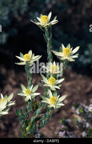 Alguhas Conebush flowers - Leucadendron stelligerum-Family Proteaceae ...