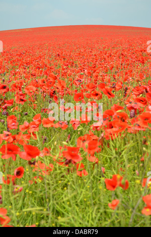Red poppy field, Newhaven town, Sussex, England Stock Photo - Alamy
