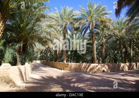 Al Ain Oasis, Al Ain, Abu Dhabi, United Arab Emirates Stock Photo - Alamy