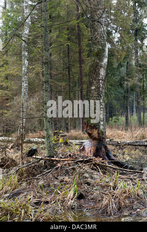 Europe, Poland, Podlaskie Voivodeship, Augustow - Augustow Canal Stock ...