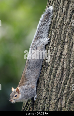 Grey Squirrel on Tree Trunk Stock Photo - Alamy