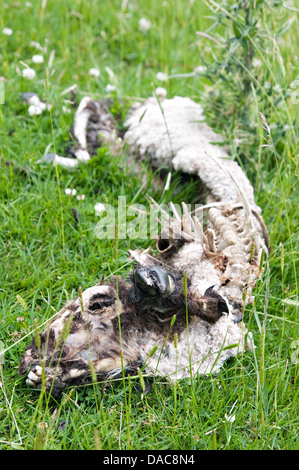 The remains of a dead sheep in the wild Stock Photo - Alamy