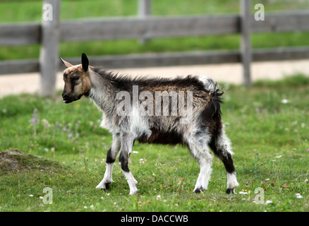Little goat kid standing on a tire in a farm. A brown goat kid is ...