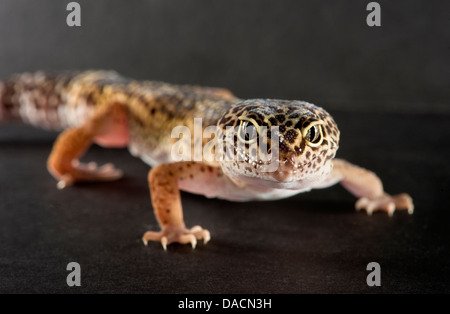 yellow and orange spotted leopard gecko on white Stock Photo - Alamy